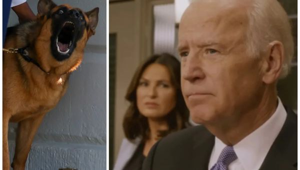 Commander, a Very Good Boy, Lost His Battle With ACAB | The Mary Sue ...