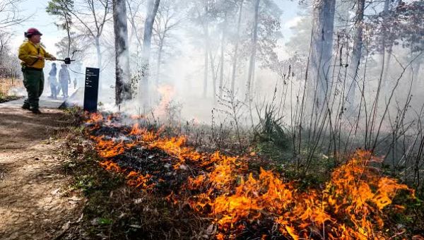 Devastating Texas Wildfires Spark Disaster Declaration Nuclear