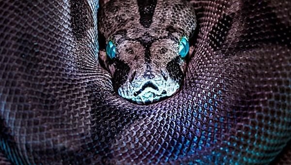 'Head of the snake': Republican for president unveils detailed ...