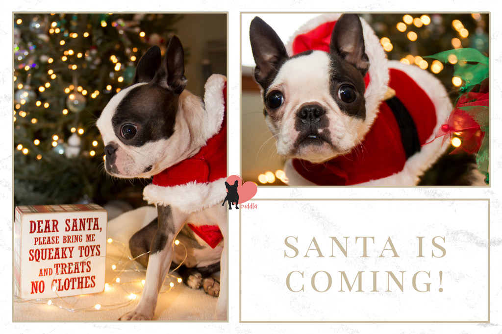 22 Dog Gift Ideas For Christmas Plus Holiday Safety Tips 22 Dog Gift Ideas For Christmas Plus Holiday Safety Tips