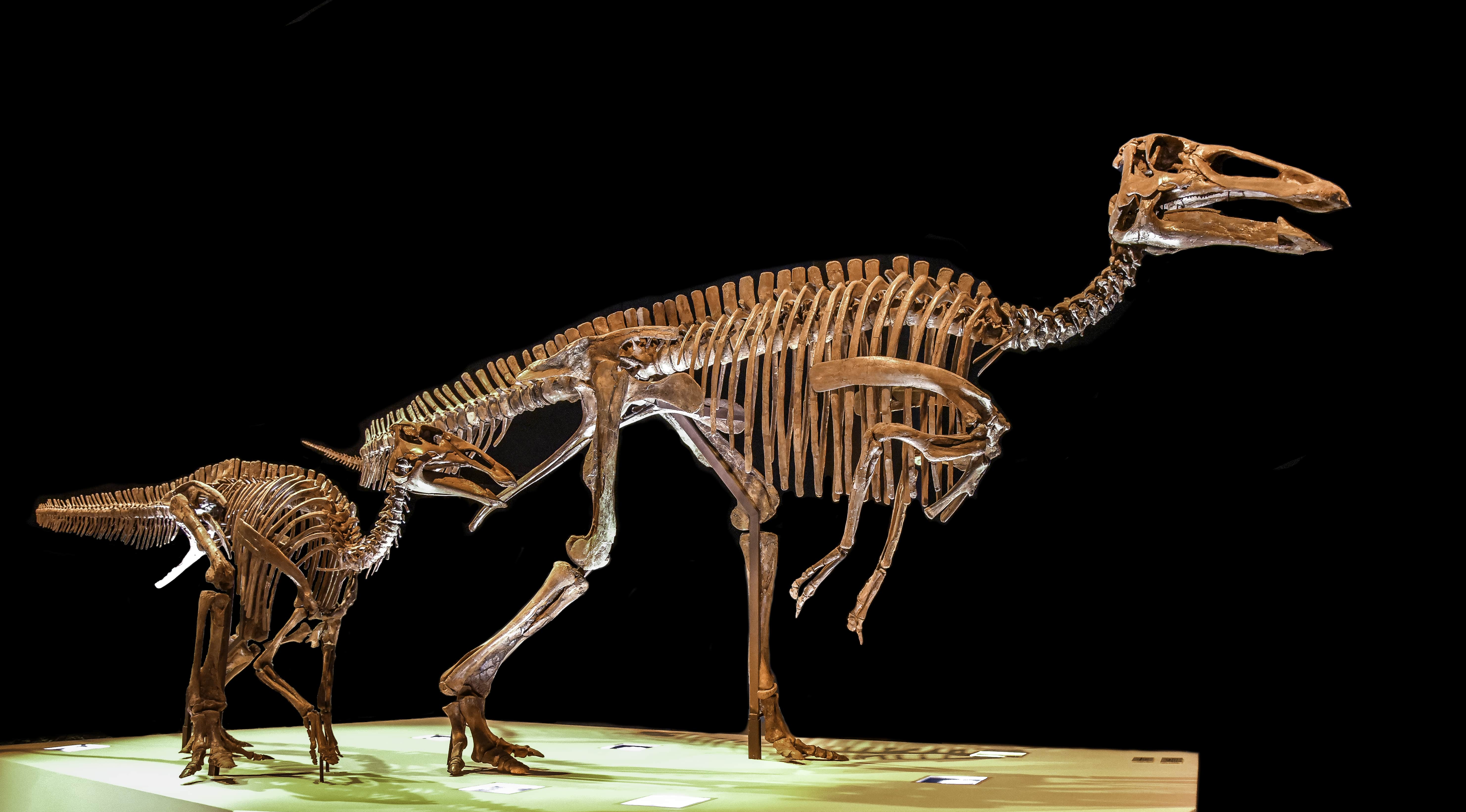 Edmontosaurus - urzeittiere.net