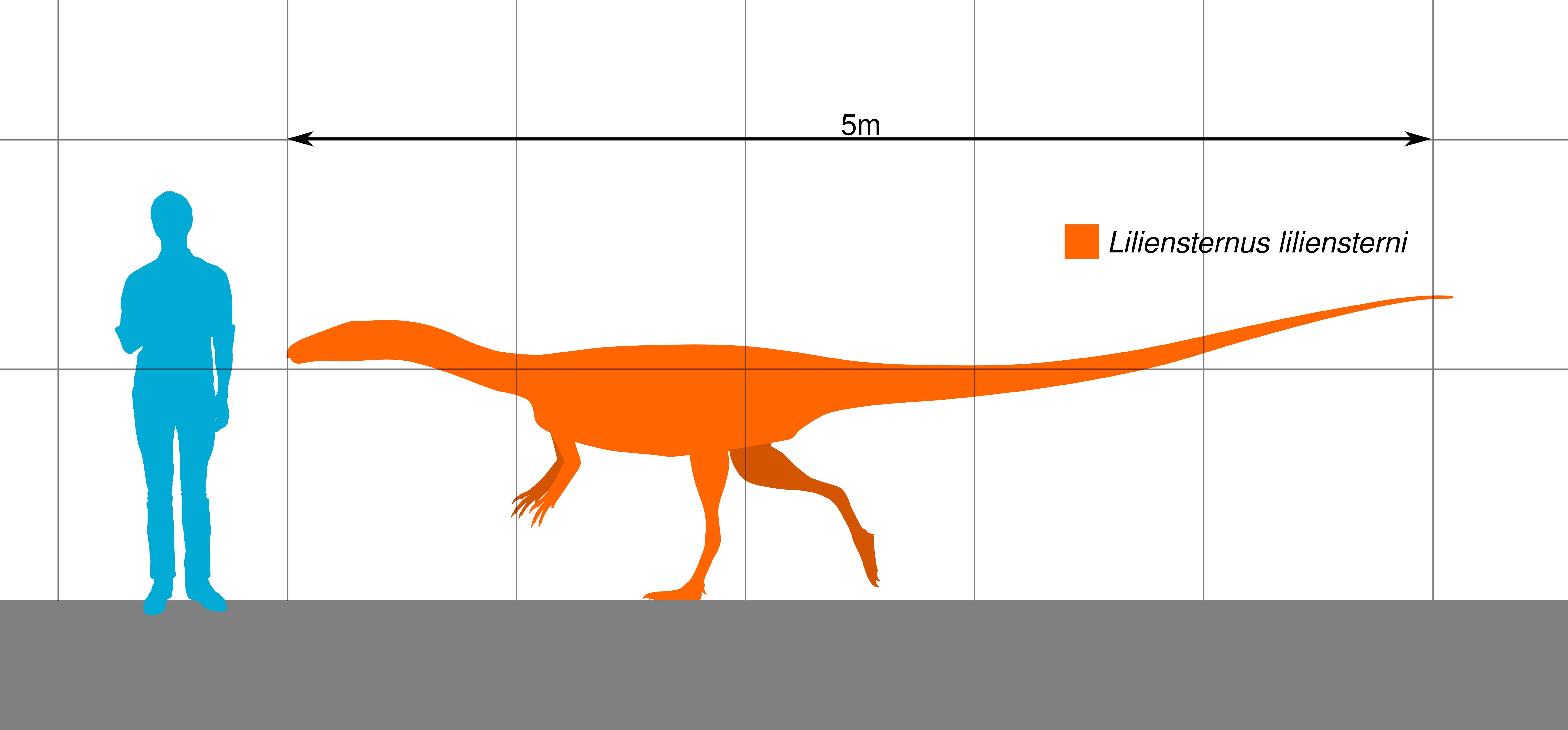 Liliensternus liliensterni - urzeittiere.net