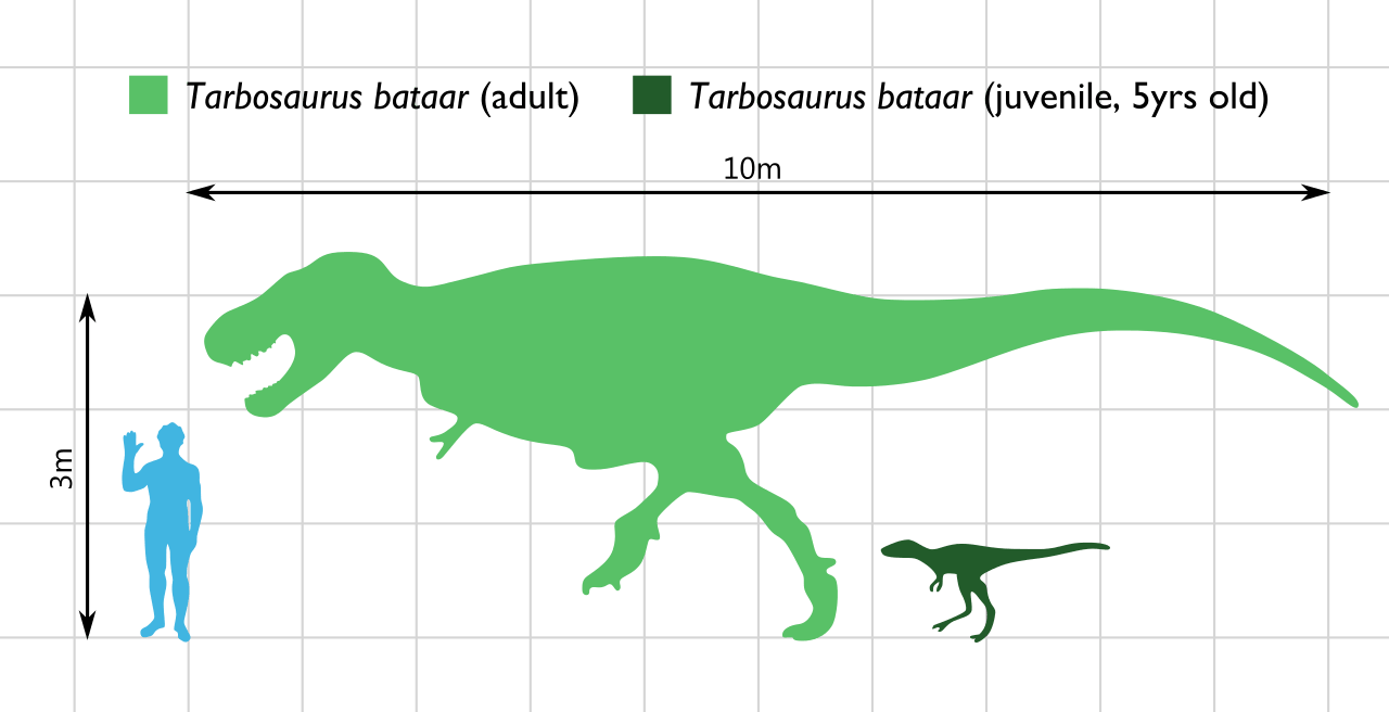 Tarbosaurus - urzeittiere.net