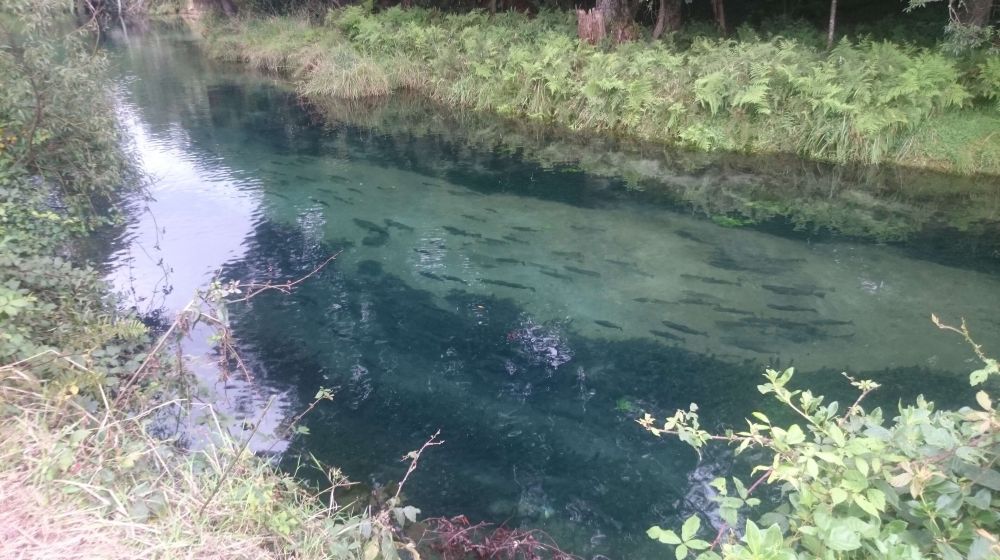 Awahou Stream 'The Awahou' on NiceFish