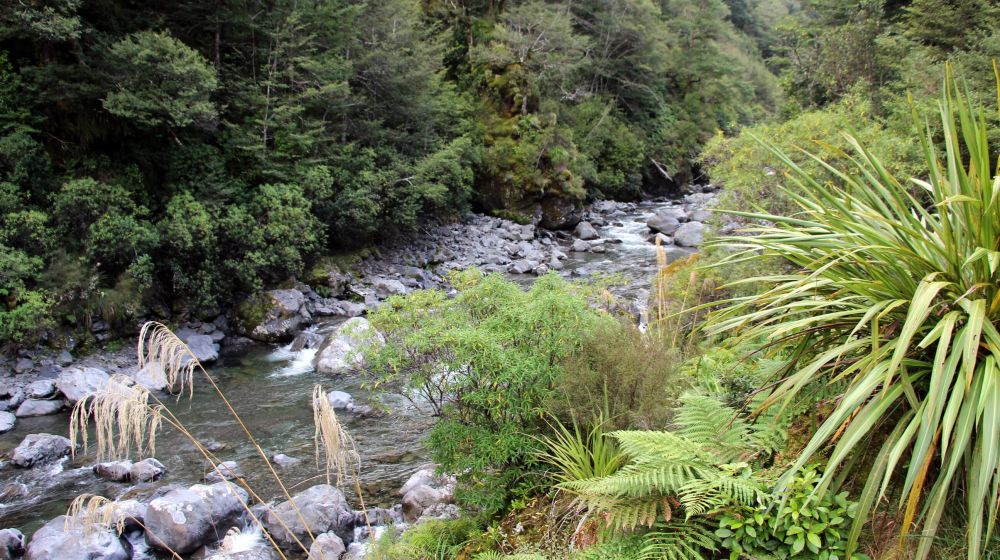 Oroua River, upstream from the Ruahine Forest Park boundary on NiceFish