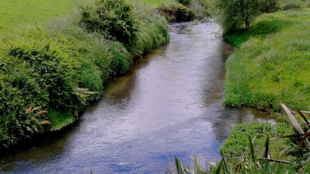 Oraka Stream on NiceFish