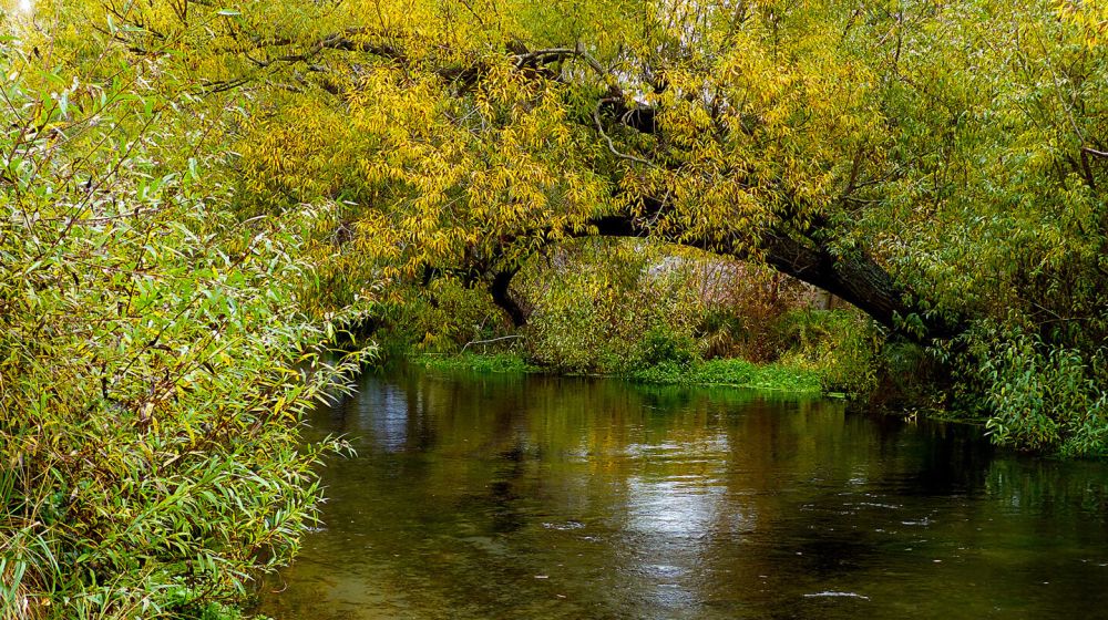 Styx River, Christchurch on NiceFish