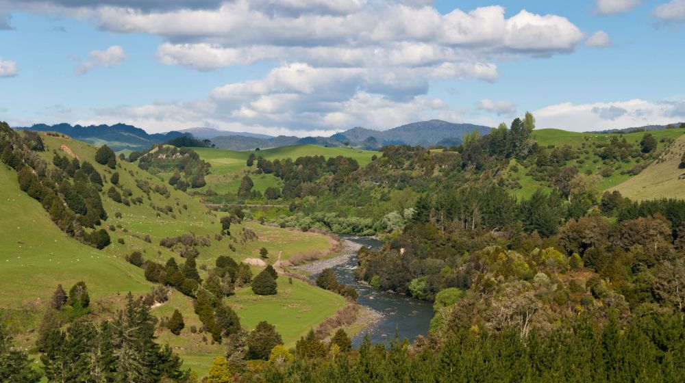 Whanganui River, downstream of Ohura River confluence on NiceFish