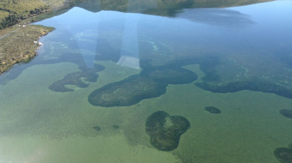 Lake Hawdon on NiceFish