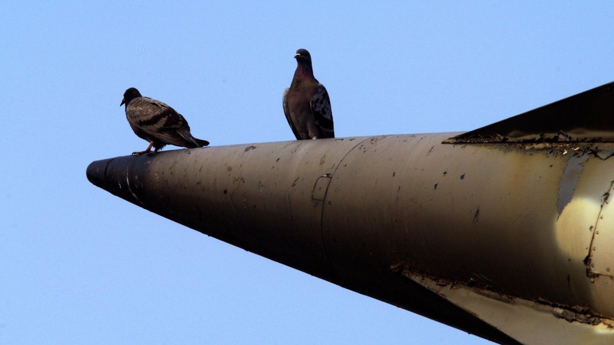 Pigeon-guided missiles and bum-breathing mammal research win spoof Ig ...