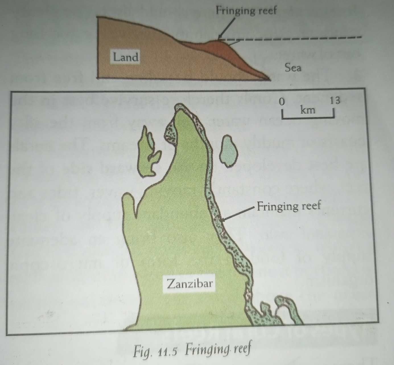 CORAL REEFS | Austin Tommy