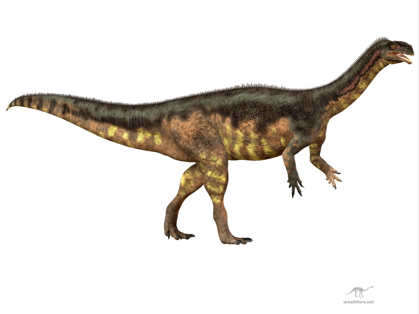 Plateosaurus - Der Schwäbische Lindwurm - urzeittiere.net