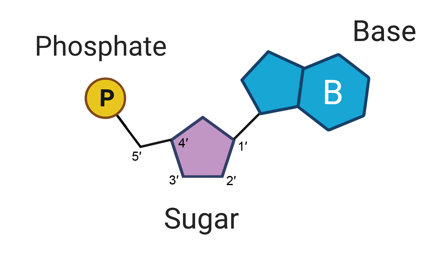 METABOLIC PATHWAYS IN NUCLEIC ACIDS BREAKDOWN: CLINICAL IMPLICATIONS ...