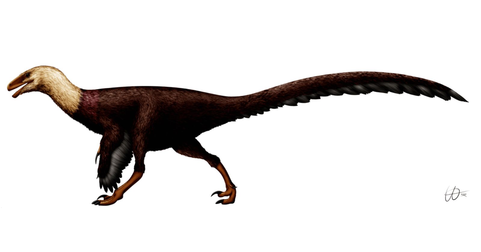 Ornitholestes - The "Bird Robber" - urzeittiere.net