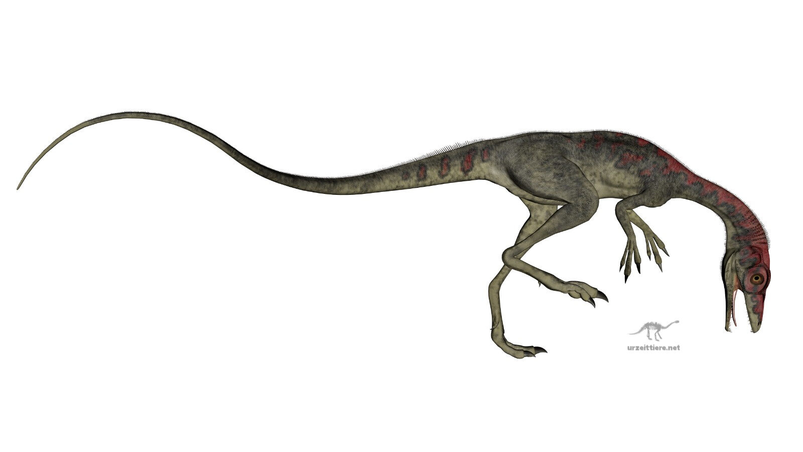 Compy - "The Pretty Jaw" - urzeittiere.net