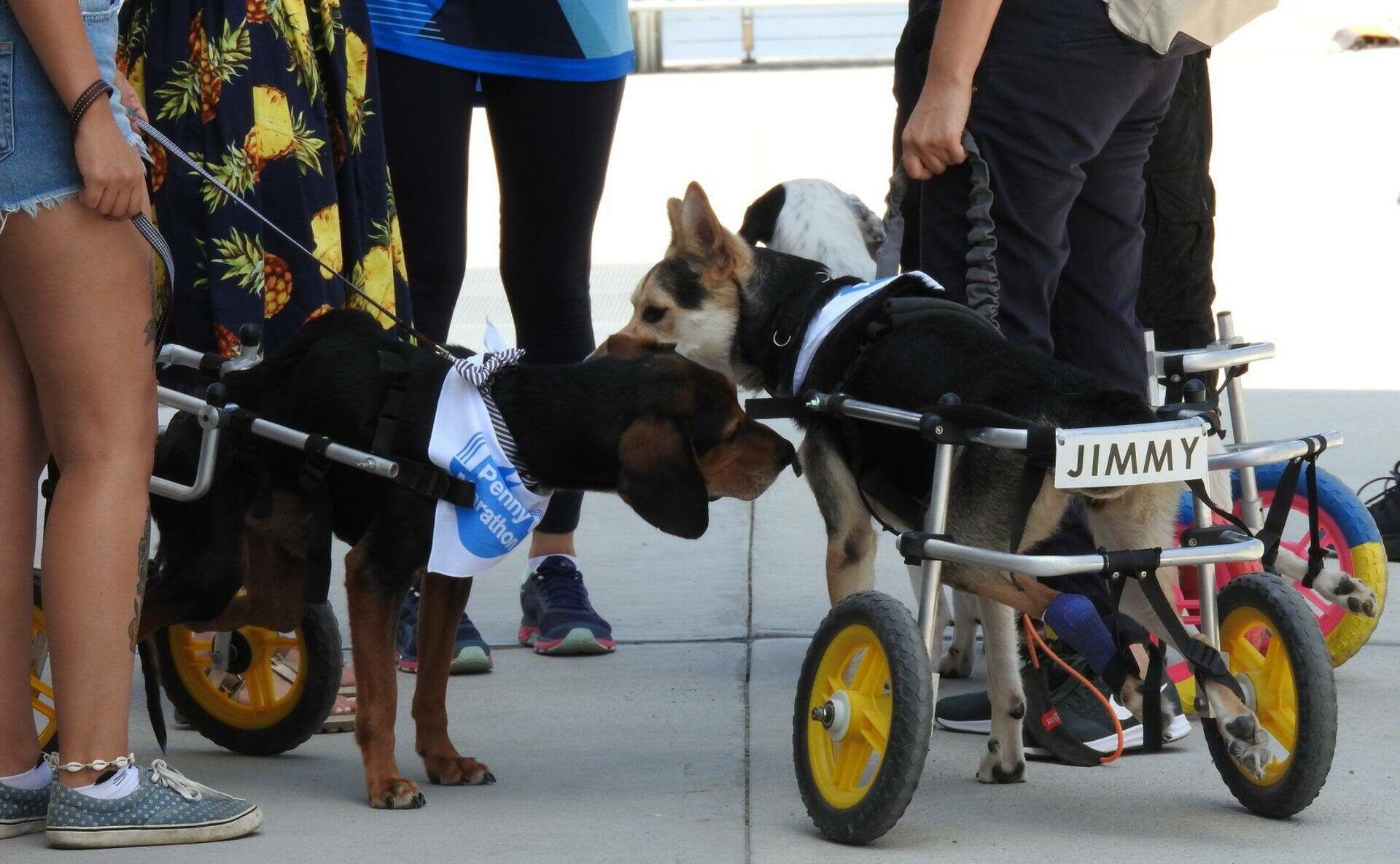 Rescued Greek stray dogs overcome disabilities to inspire at Penny ...