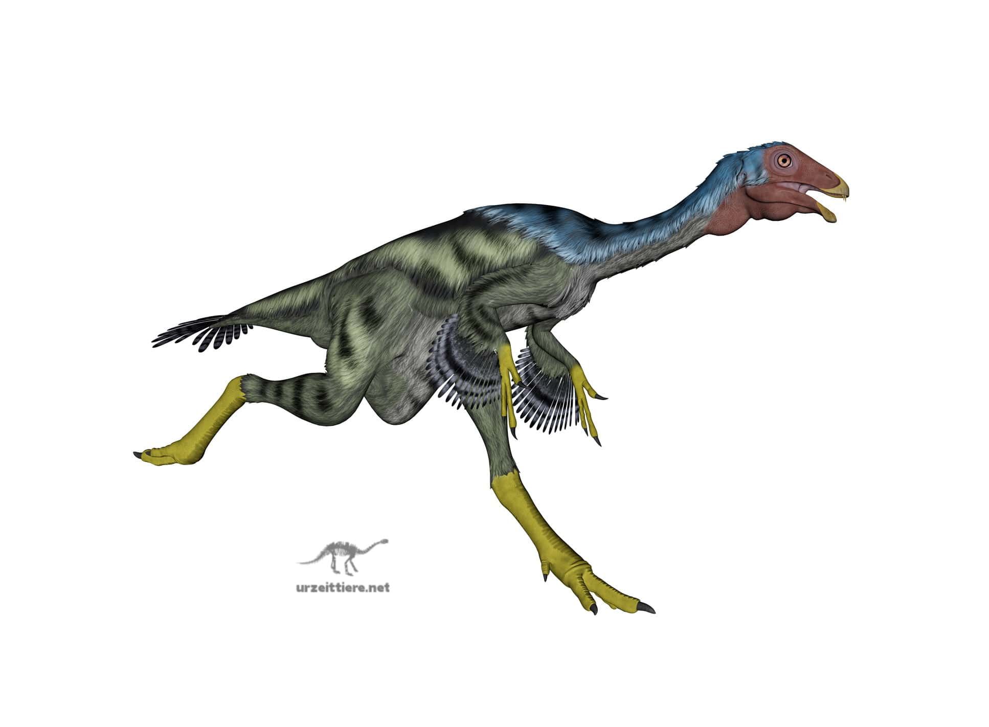 Caudipteryx - urzeittiere.net