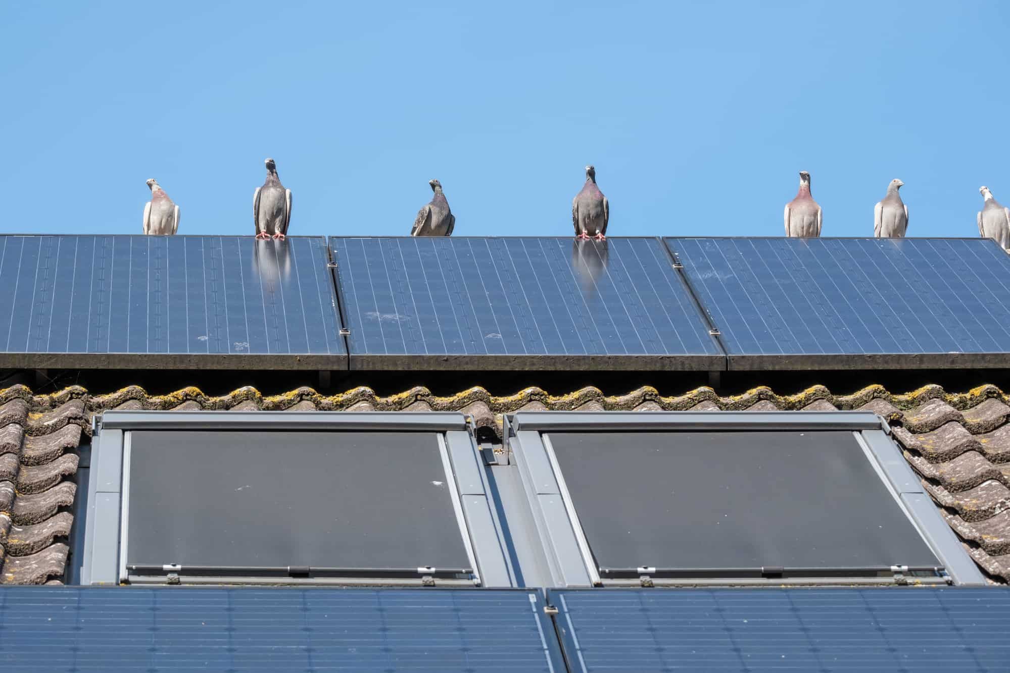 Can Birds Damage Solar Panels? | Unveiling the Surprising Threat Birds ...