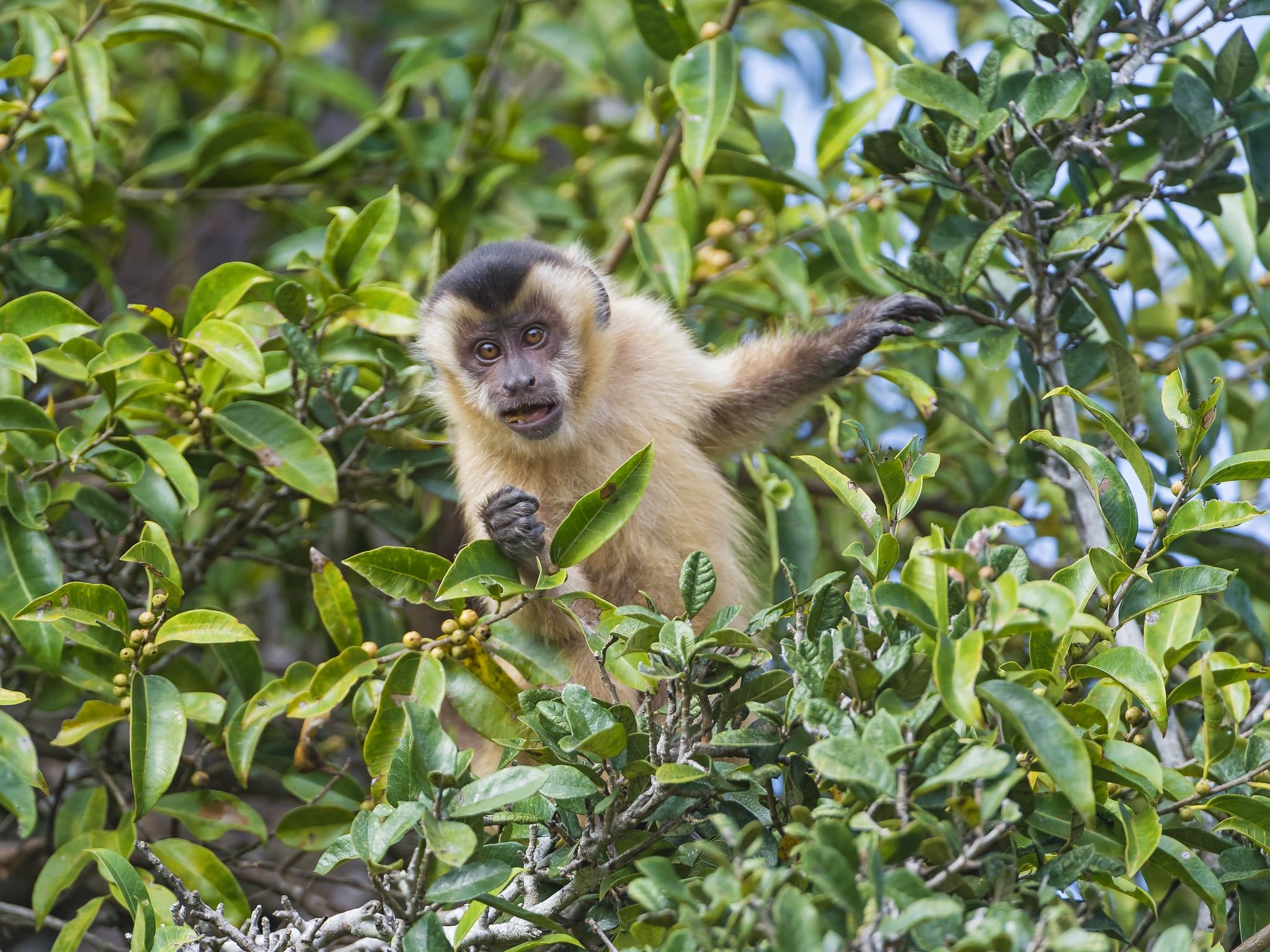 40 Monkeys Escape From South Carolina Research Facility - International ...