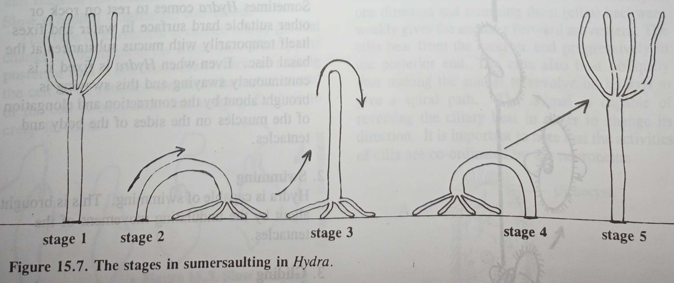 MOVEMENTS IN HYDRA AND EARTHWORM | Austin Tommy