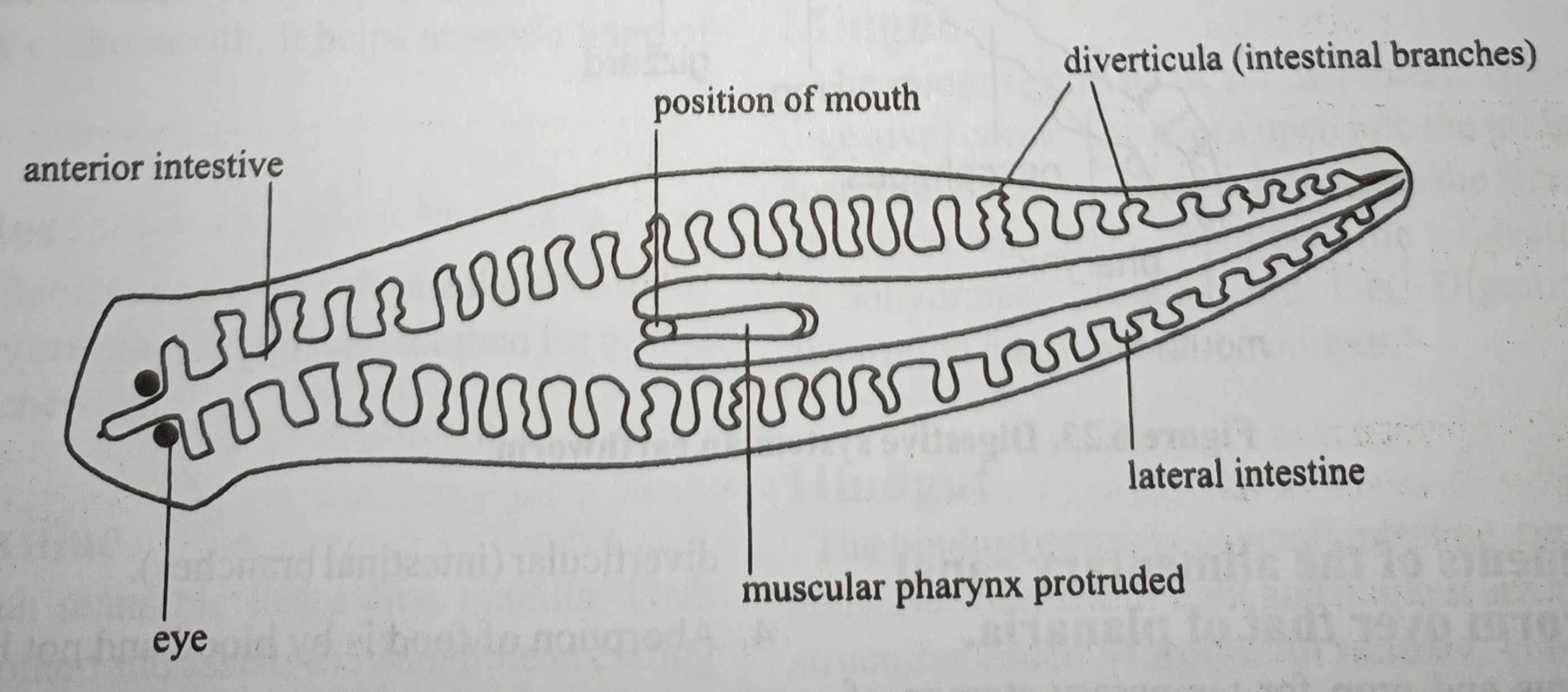 ALIMENTARY CANAL OF PLANARIA | Austin Tommy