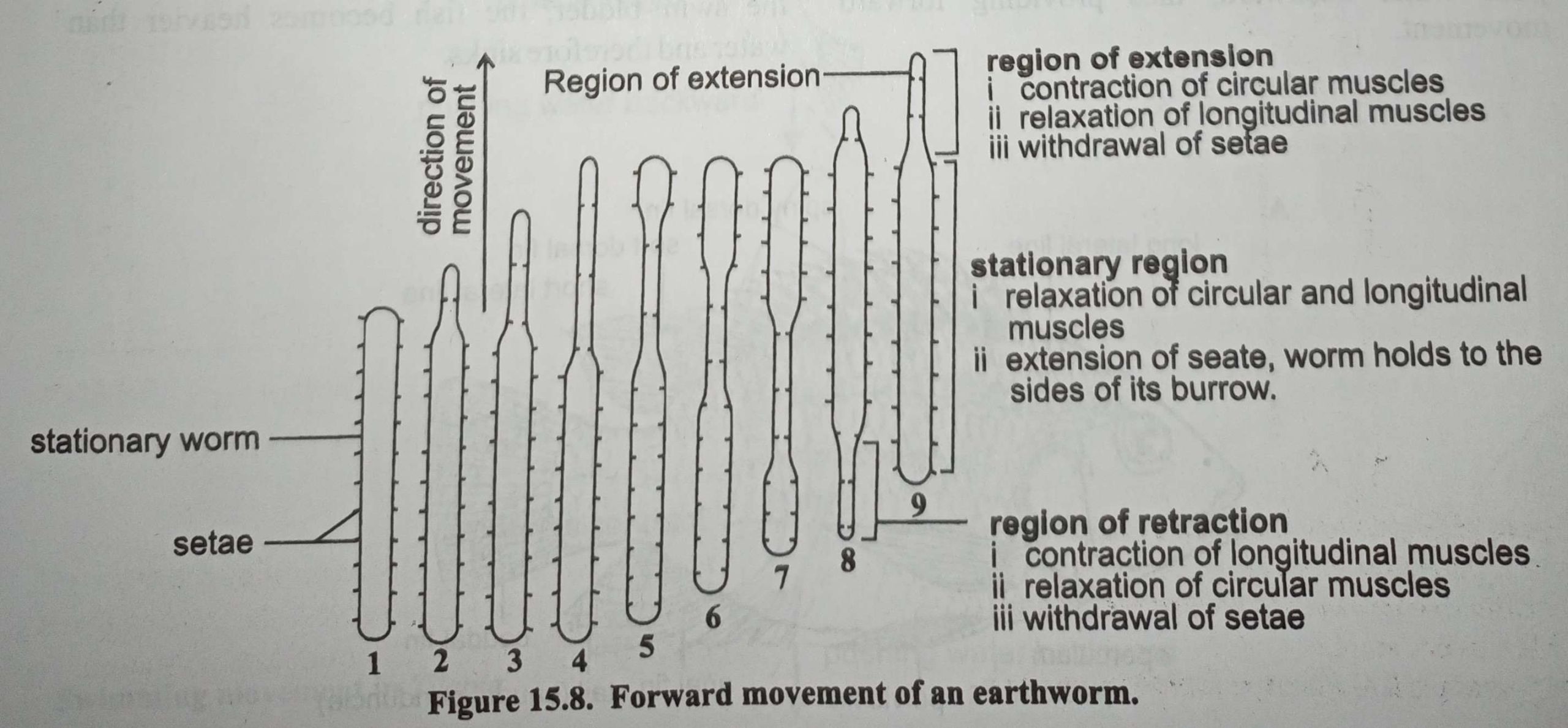 MOVEMENTS IN HYDRA AND EARTHWORM | Austin Tommy