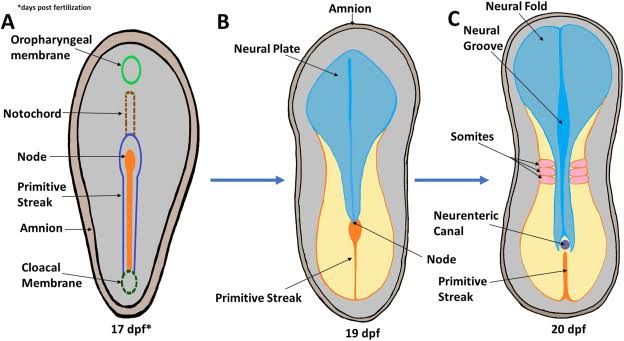 THIRD WEEK OF DEVELOPMENT - GASTRULATION | MY SCHOOL EXAMS