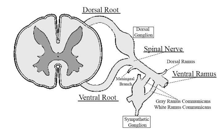 TYPICAL SPINAL NERVES EXPLAINED: A QUICK OVERVIEW | MY SCHOOL EXAMS