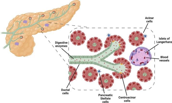 A BEGINNER'S GUIDE TO PANCREATIC SECRETION | MY SCHOOL EXAMS