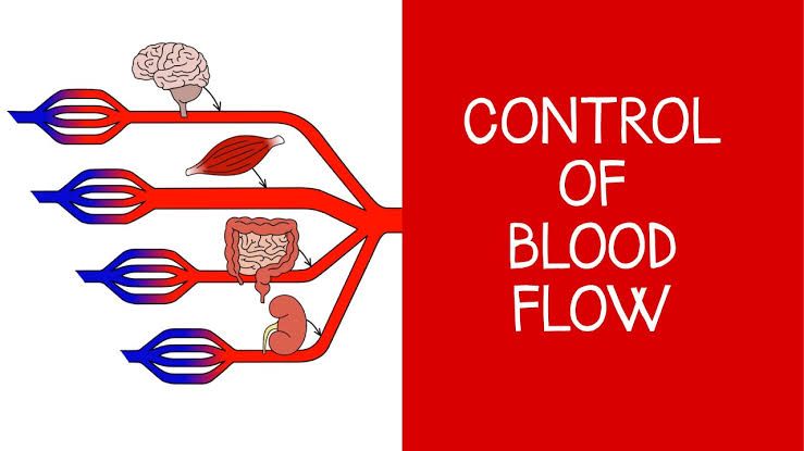 LOCAL CONTROL OF BLOOD FLOW: WHAT YOU NEED TO KNOW | MY SCHOOL EXAMS