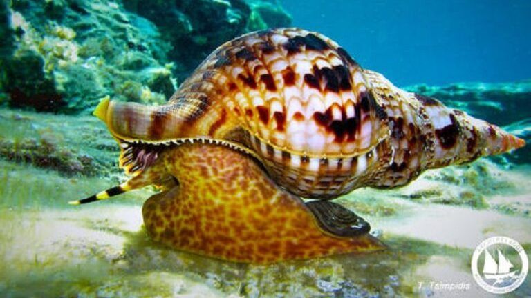 Massive Sea Snail Under Threat from Over-Fishing in Greek Waters ...