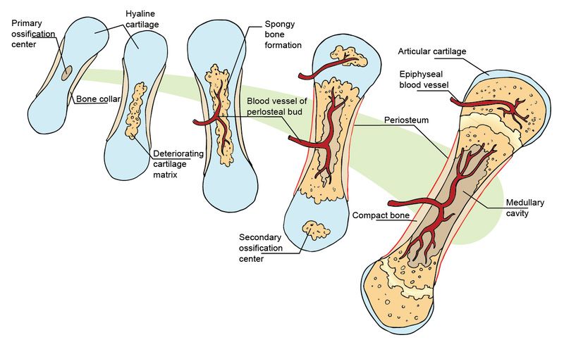 Bone Development Ossification My School Exams